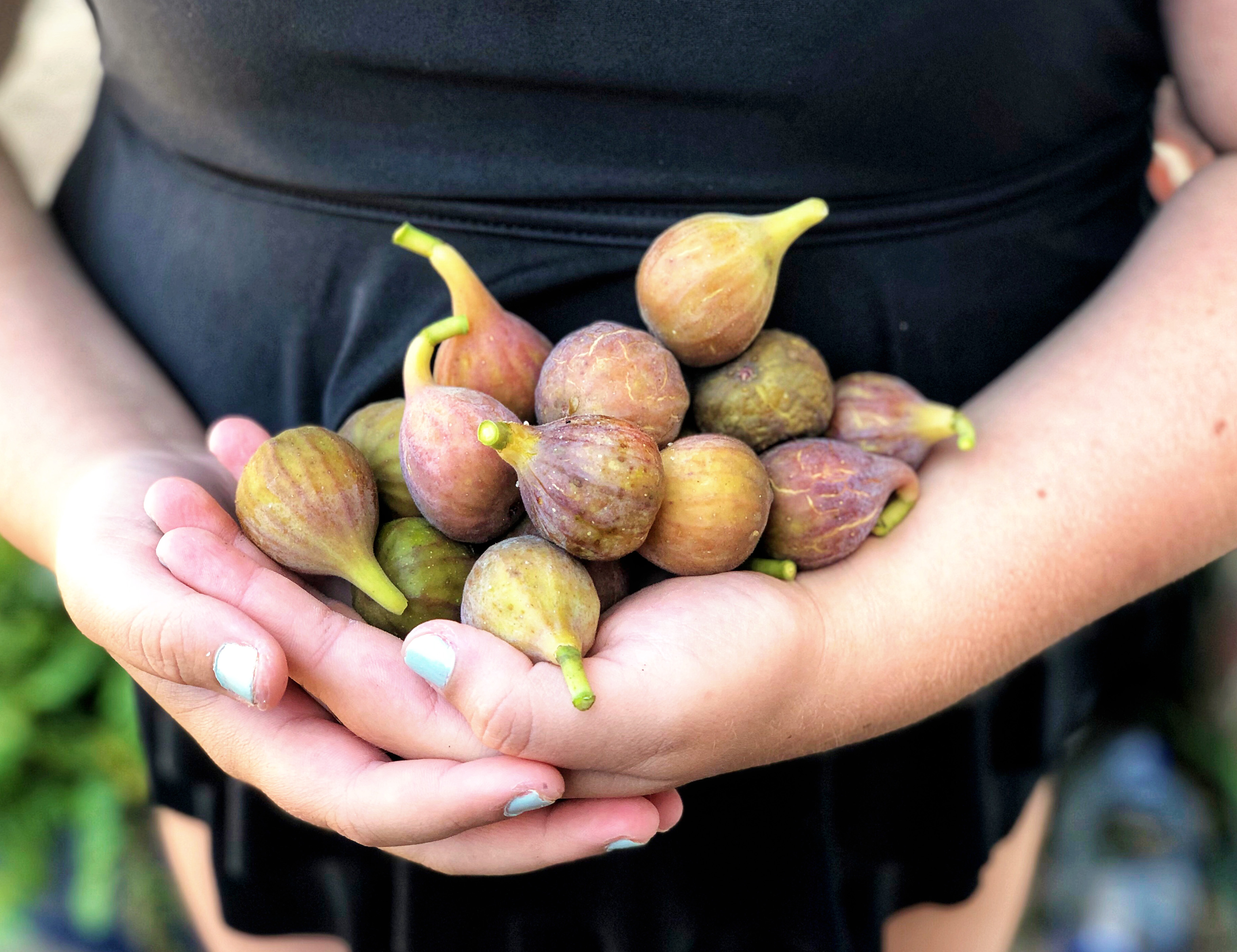 fig preserves – The Gephardts